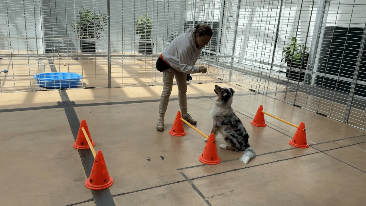 La Rochelle : une crèche pour les chiens pendant l'été