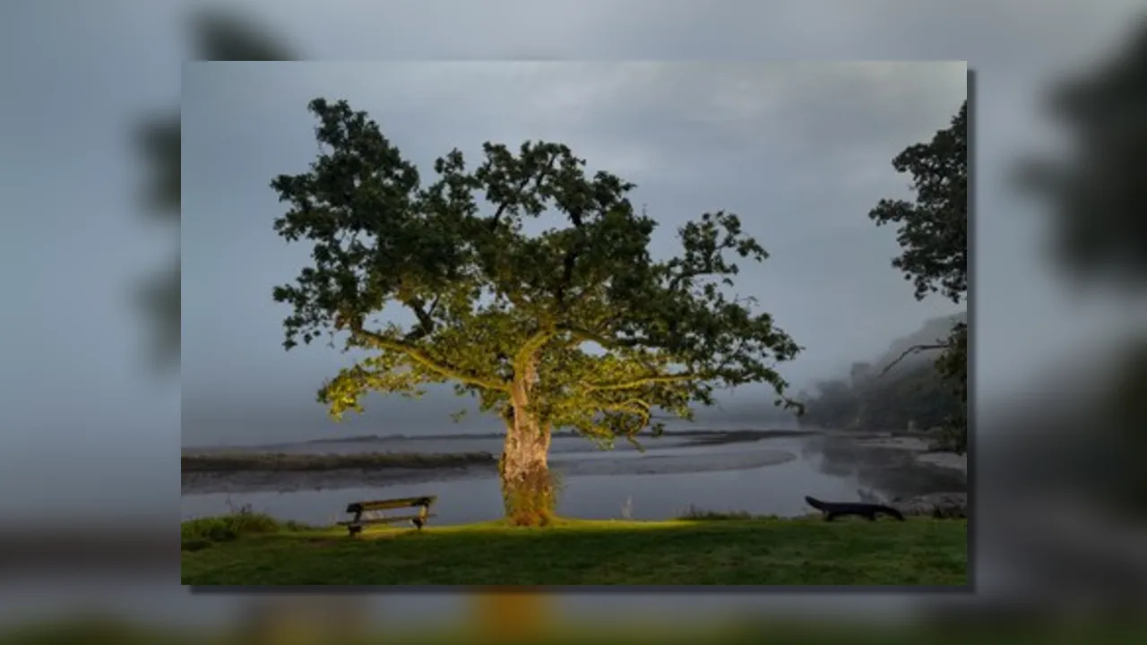 Le plus bel arbre de l'année se trouve dans nos régions