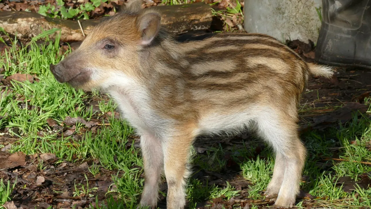 Le marcassin Matilda reste vivre dans le Morbihan