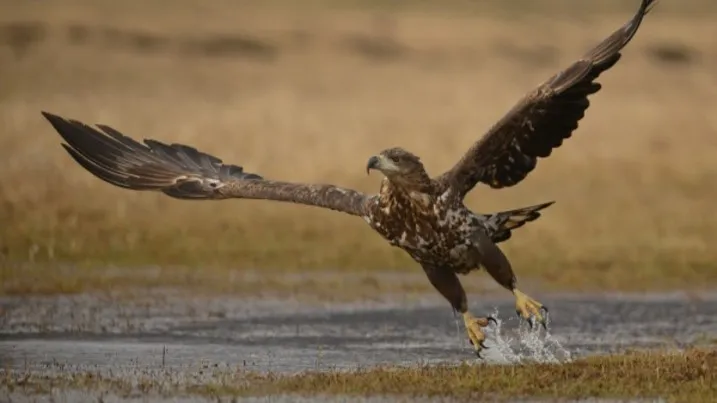 3 personnes interpellées pour avoir empoisonné un rapace