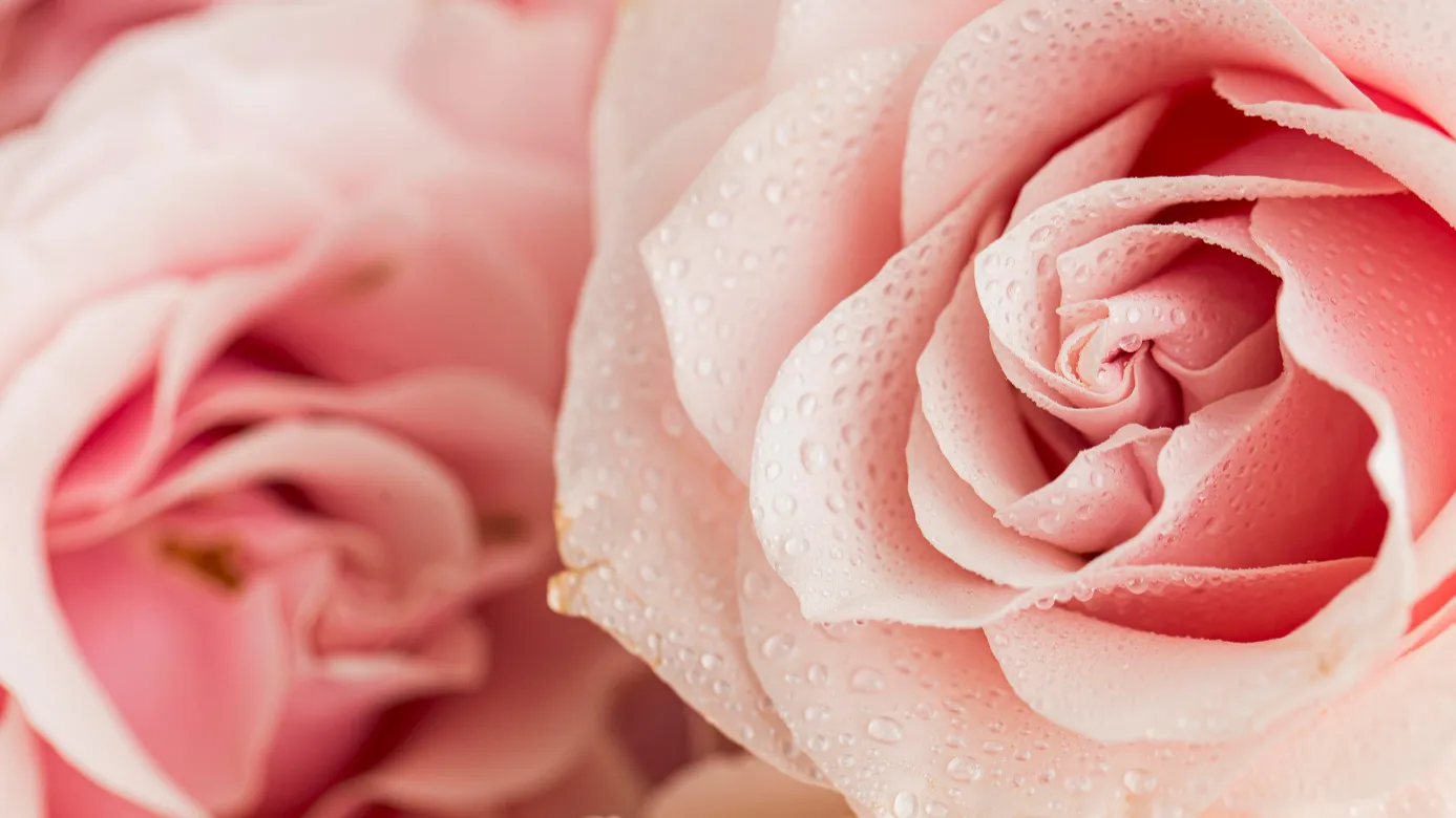 Octobre Rose : un ruban géant composé de 700 roses va être installé à ...