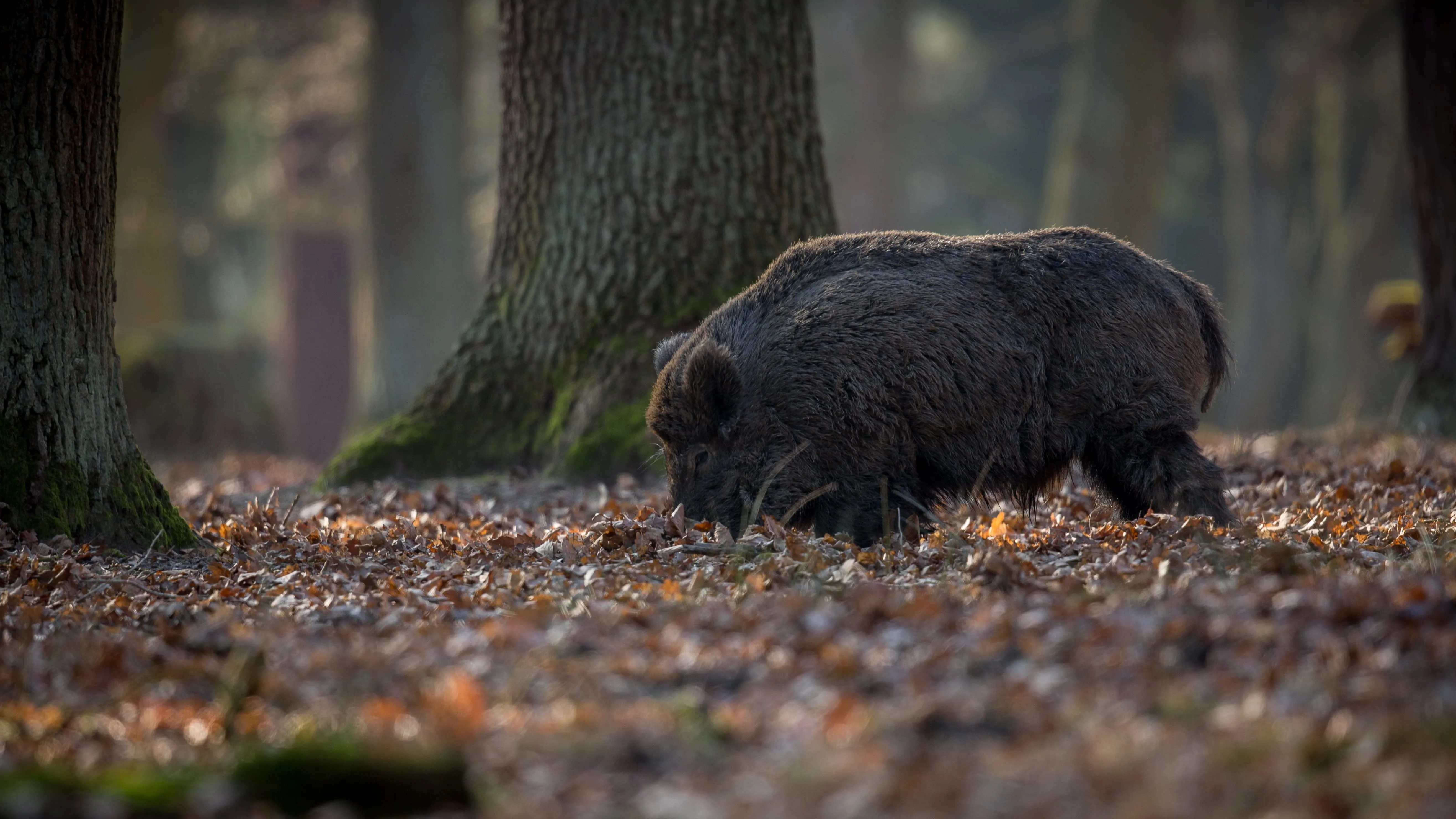 L'avenir de Toto le sanglier suspendu à une décision