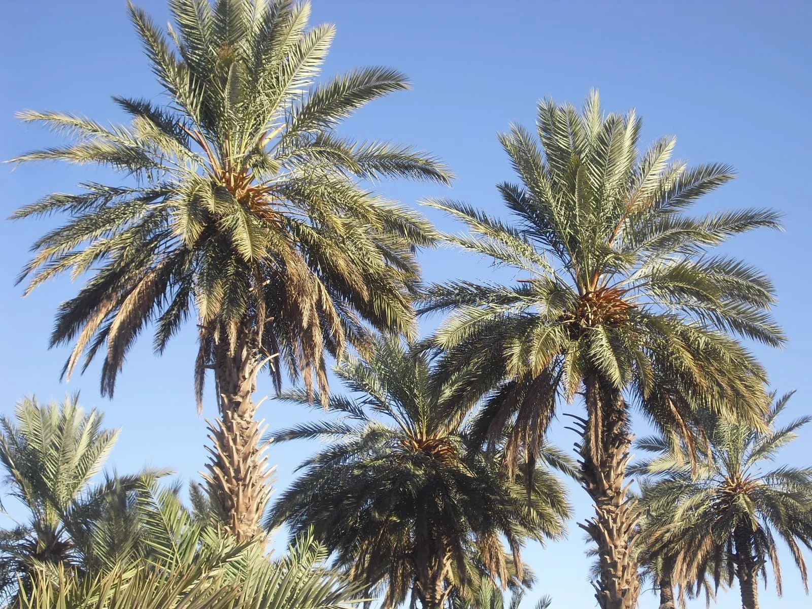 Actualités - [ SOCIÉTÉ / ENVIRONNEMENT ]: Les palmiers sont de retour ...