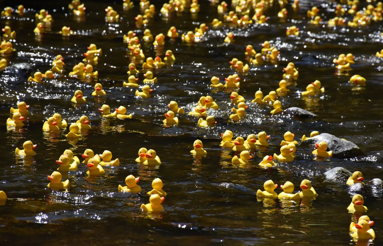 D!RECT FM vous offre vos canards pour la Duck Race au plan d’eau à Metz