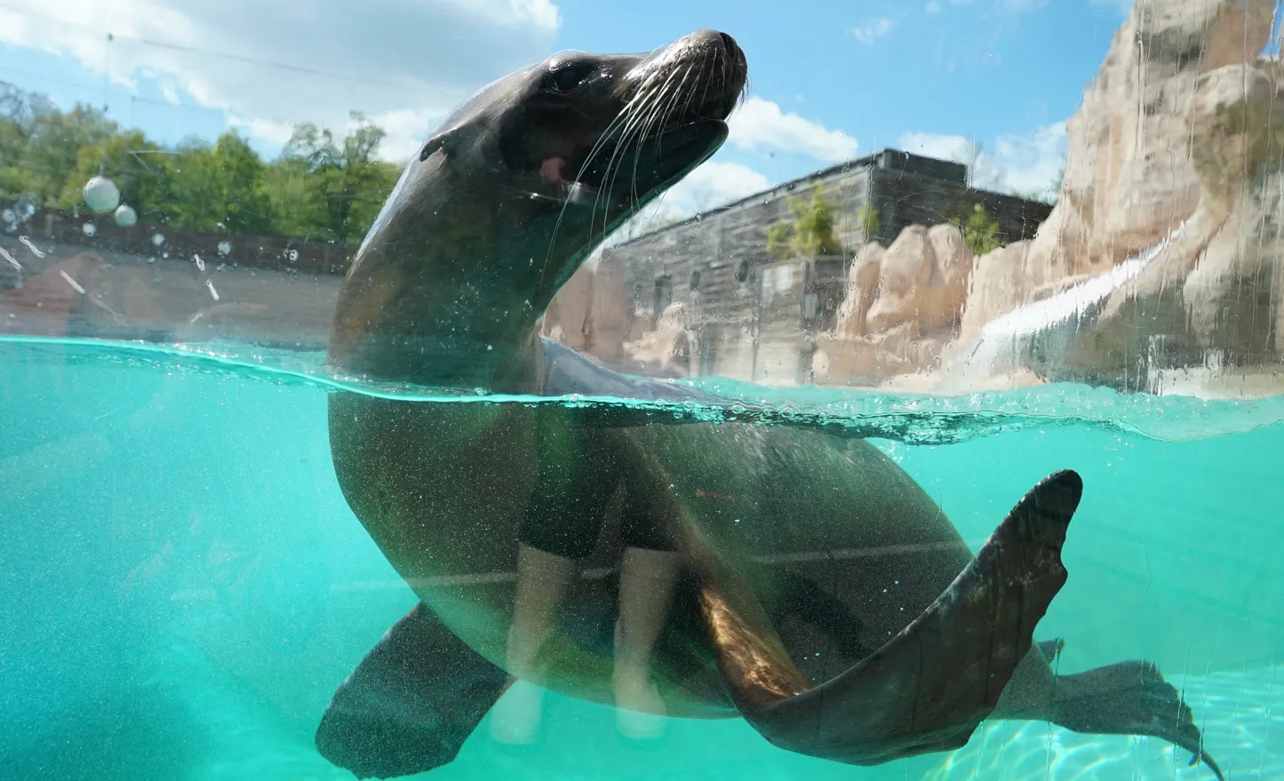 Découvrez les activités d’été du Zoo d’Amnéville