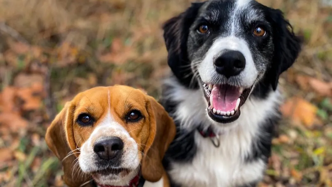 Le premier café-chiens vient d'ouvrir à Toulouse - Toulouse FM