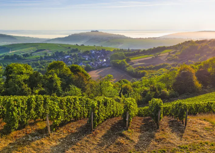 DKL - Le réchauffement climatique impacte nos vignobles