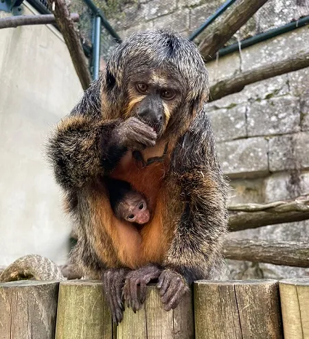 Un bébé Saki à face blanche est né au zoo de Besançon