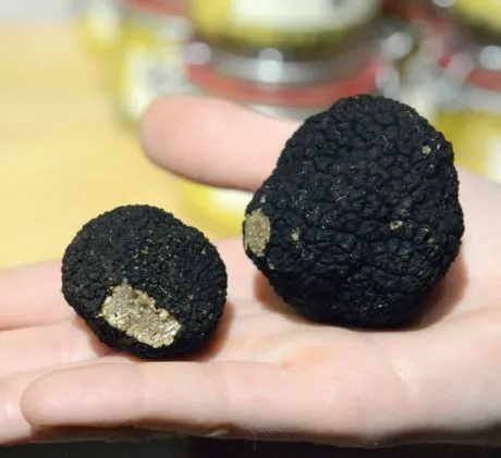 Découvrez la route de la truffe de Bourgogne