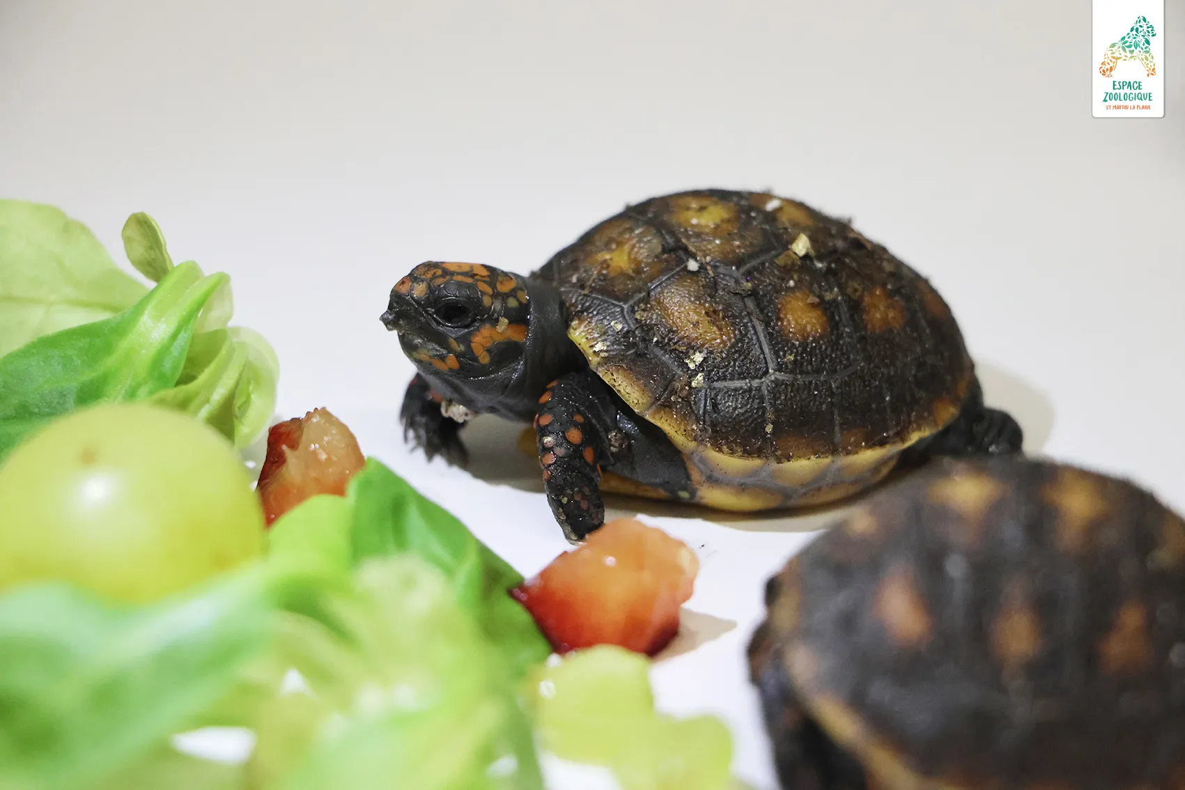 Saint-Martin-la-Plaine : le zoo annonce la naissance de 4 bébés tortues