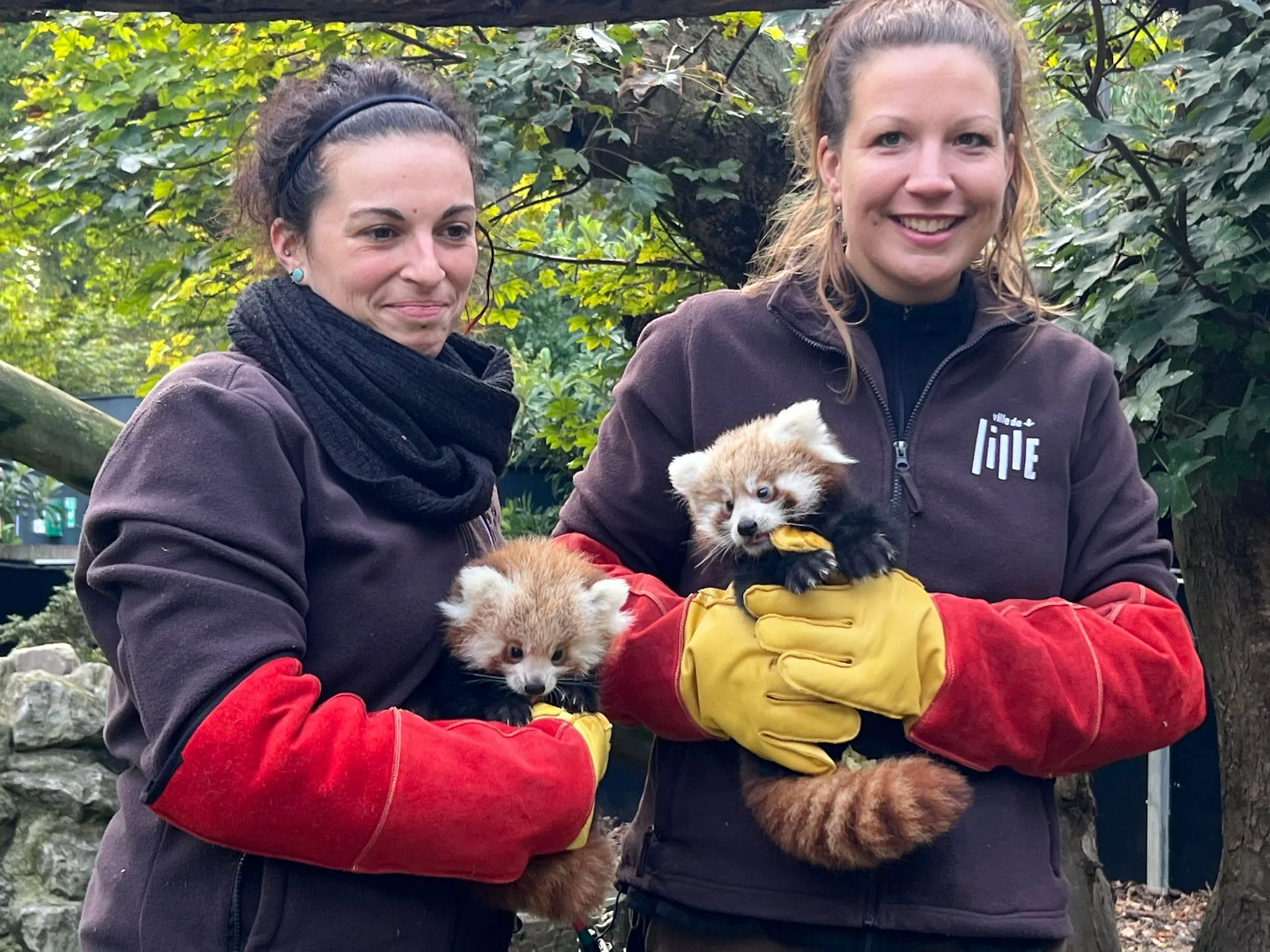 Deux pandas roux sont nés au zoo de Lille