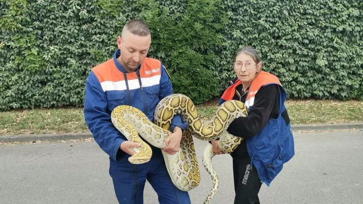 16 tortues et serpents, dont un boa constrictor et un python, saisis à ...