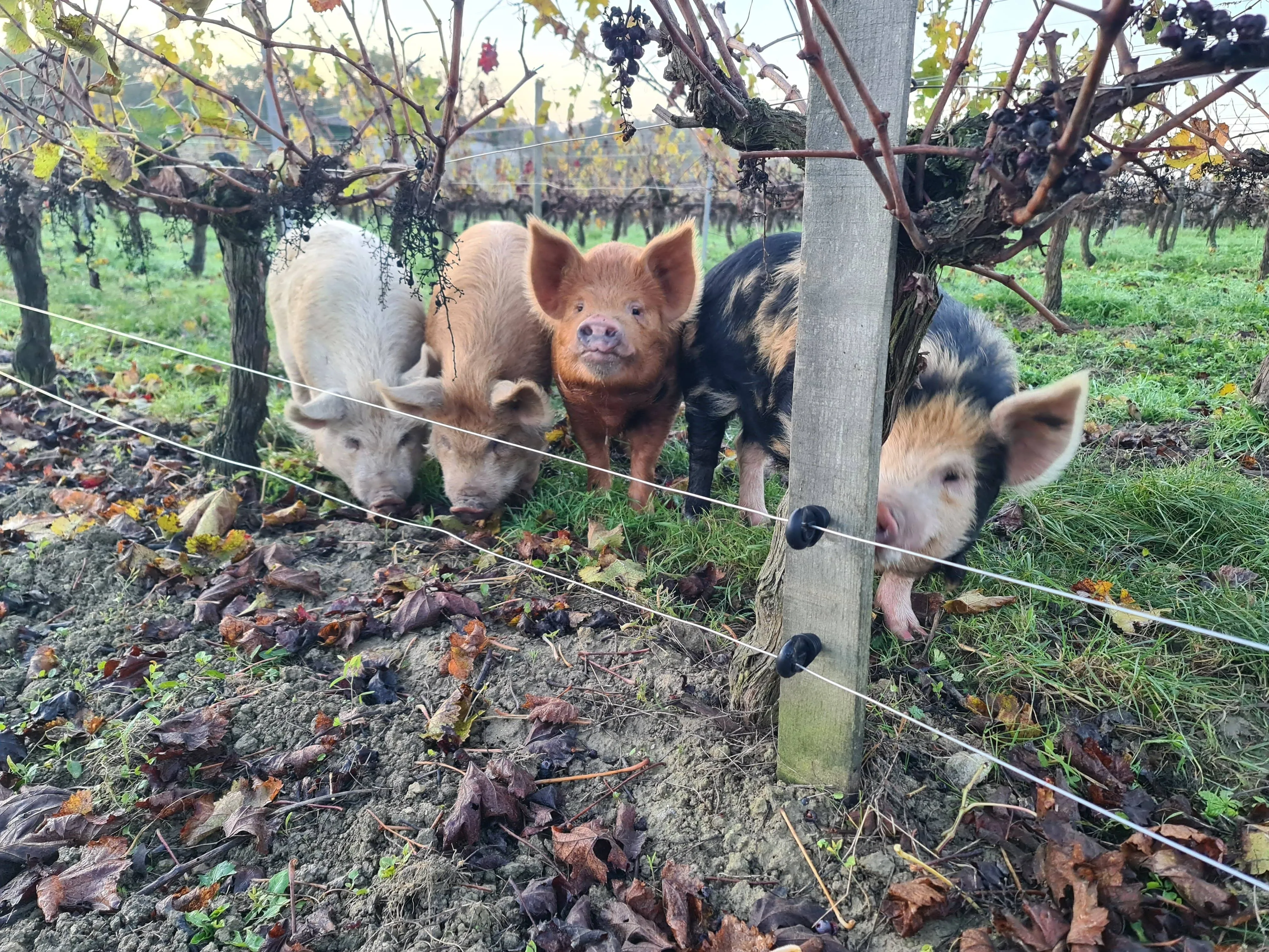 Actus - Champagne FM - Des cochons dans les vignes marnaises.