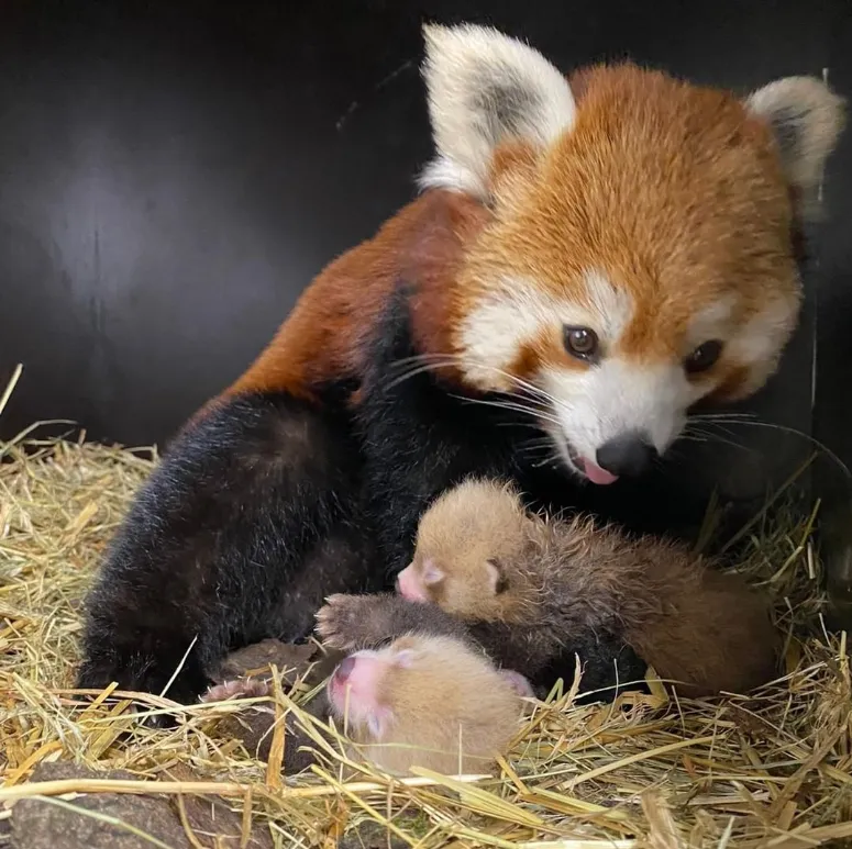 Les deux nouveaux pandas roux du zoo de Lille ont enfin un prénom
