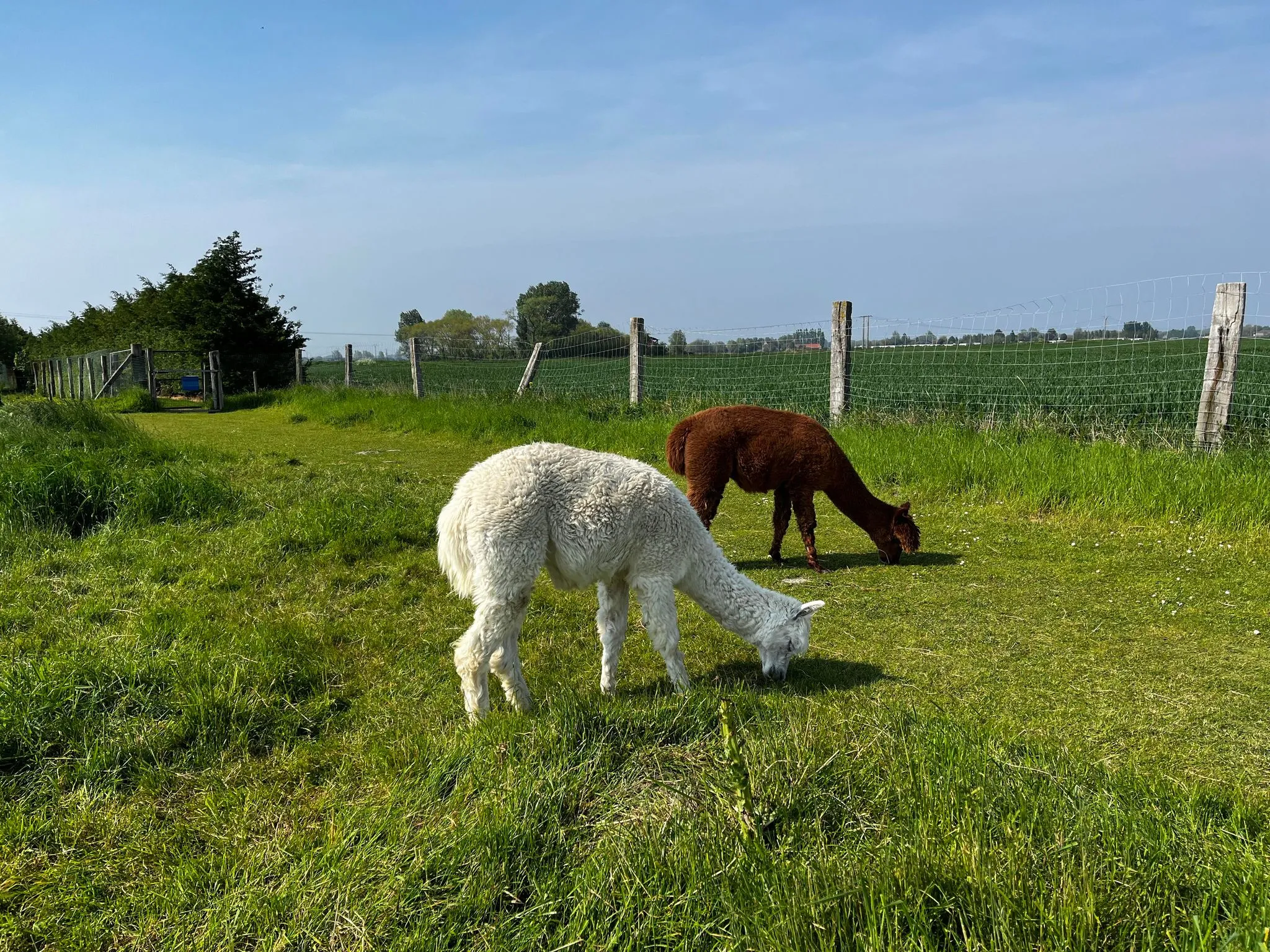 Le Camélus : 30 ans de passion pour les animaux partagée à Ghyvelde