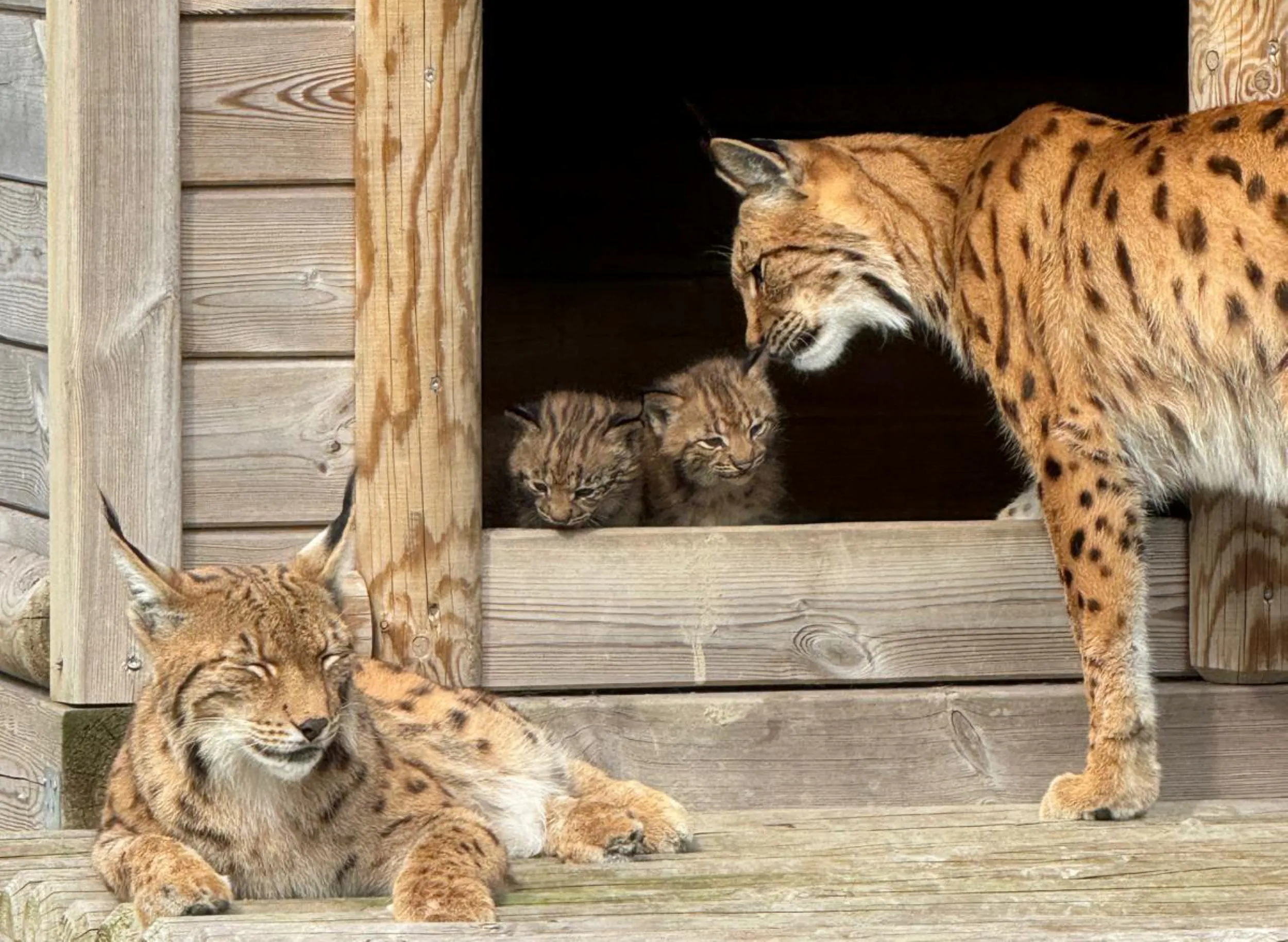 Fort-Mardyck : Deux bébés lynx des Carpates viennent de naître à Bio ...