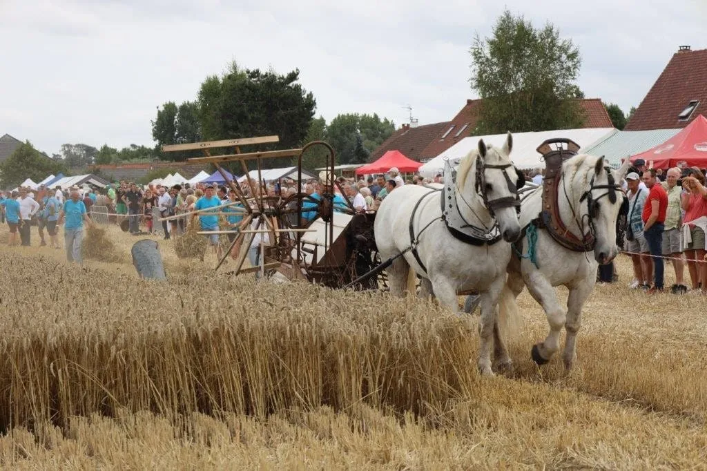 Une incroyable plongée dans l’Histoire avec la Fête de la Moisson, à Houlle