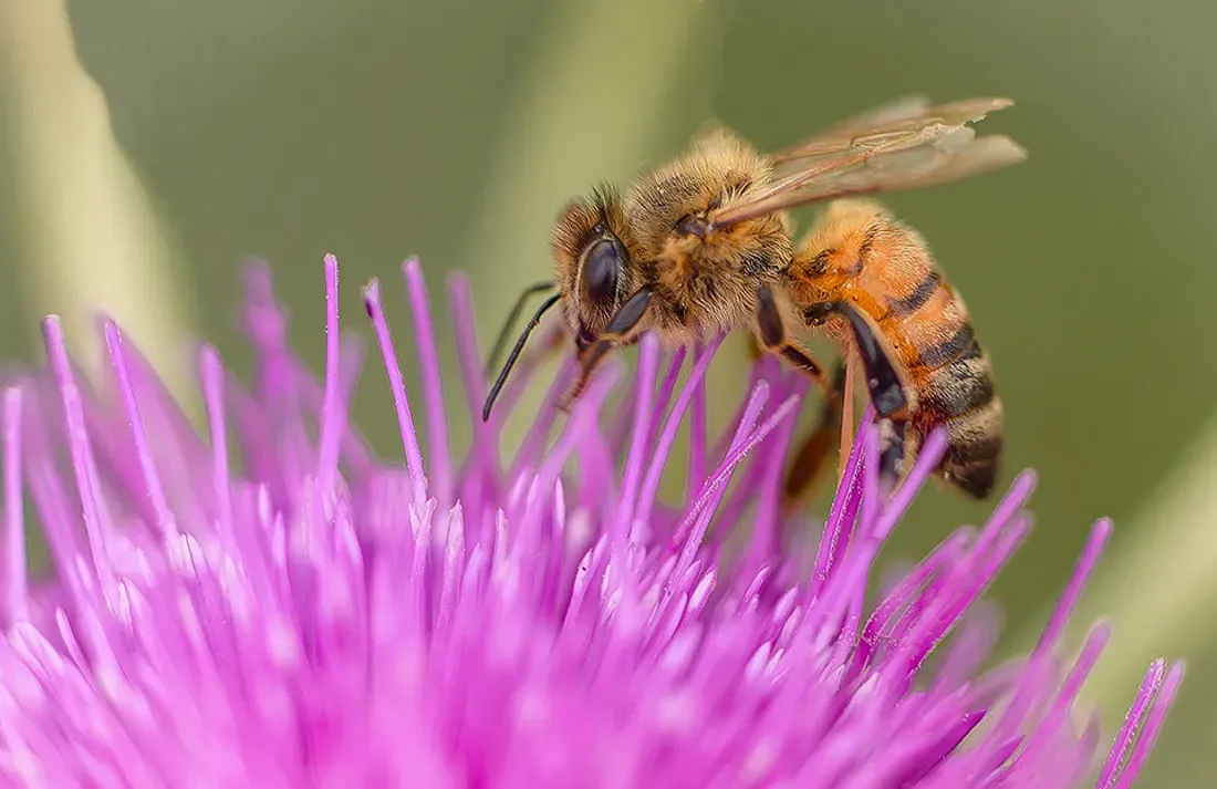 Witternesse : une miellerie bientôt en service dans le village