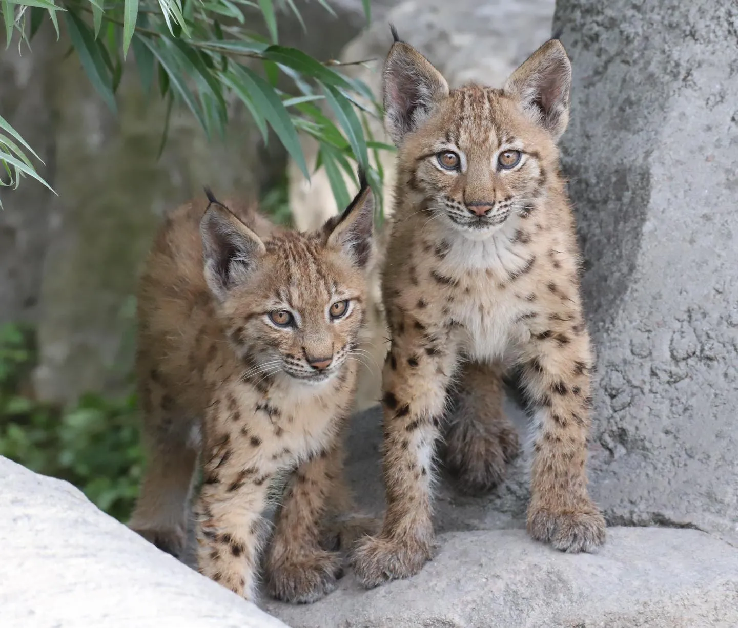 Fort-Mardyck : nous vous présentons Anka et Jasna, les deux bébés lynx ...
