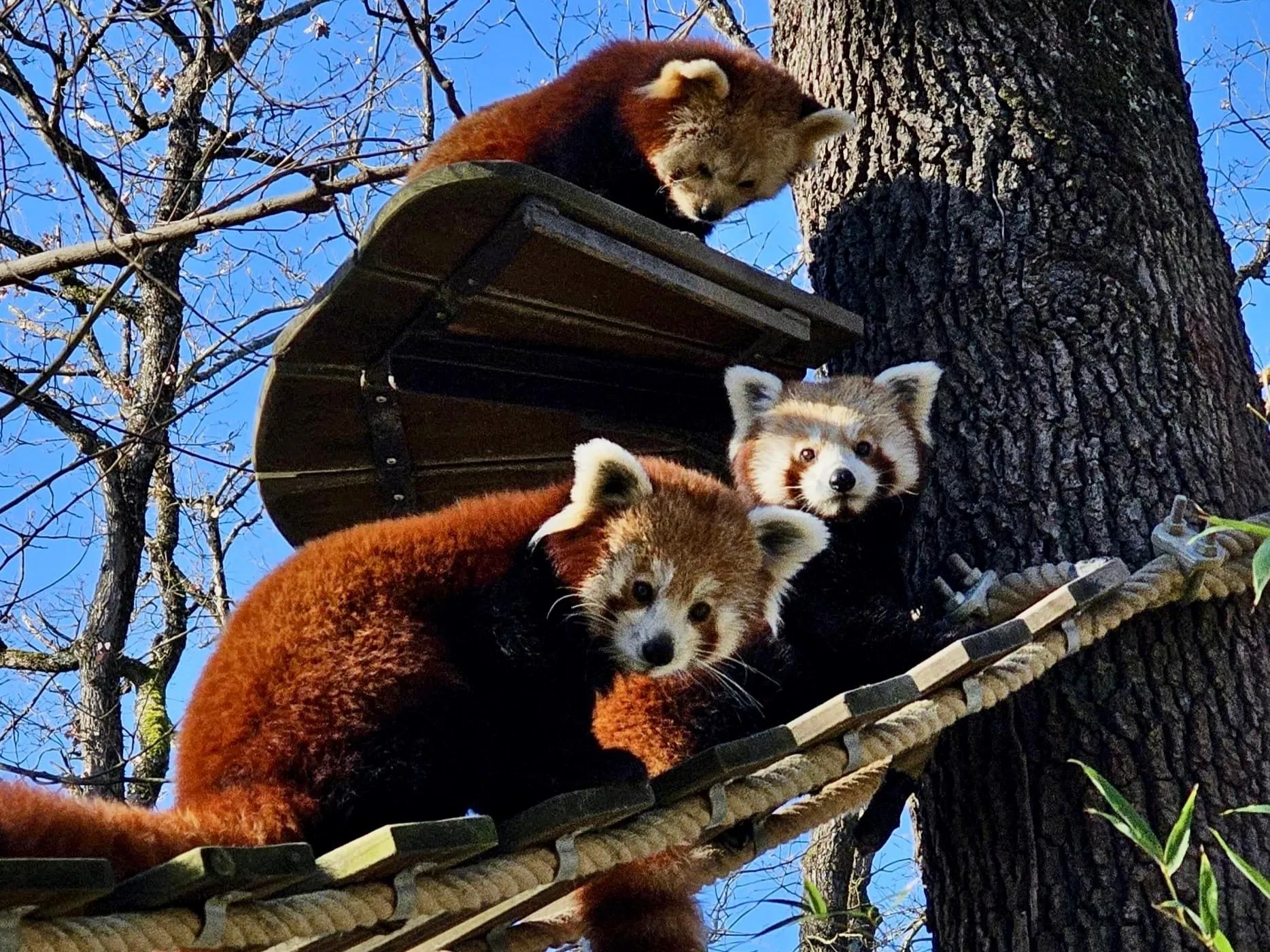 Haute-Garonne: deux nouveaux pandas roux et un bébé binturong à African ...