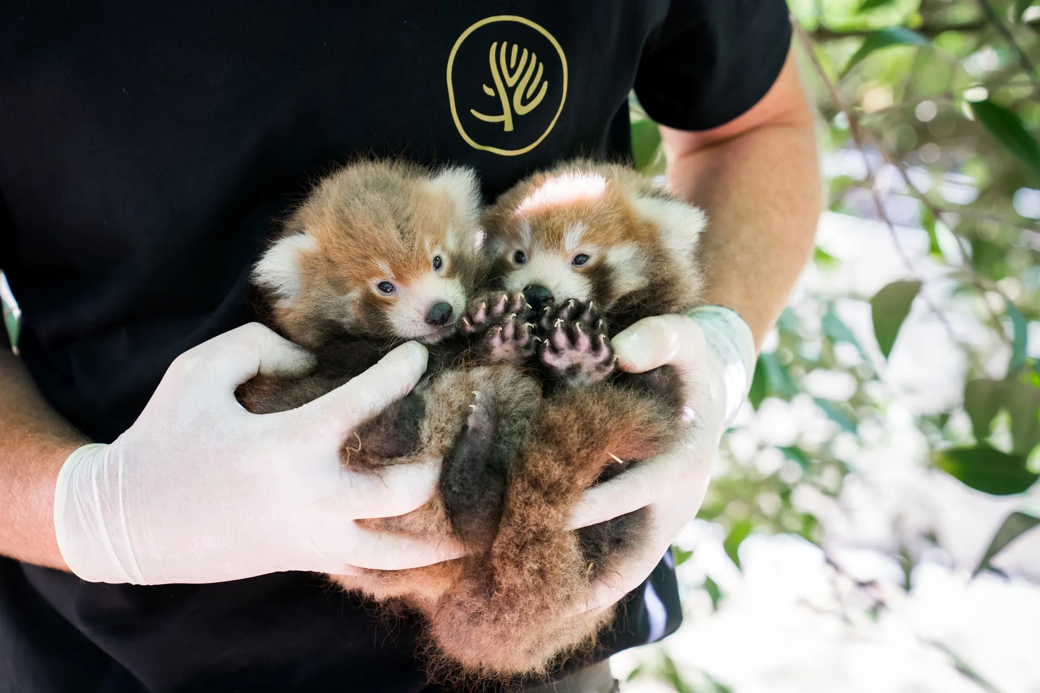 Toute l'actu Top Music - Deux bébés pandas roux sont nés à Mulhouse