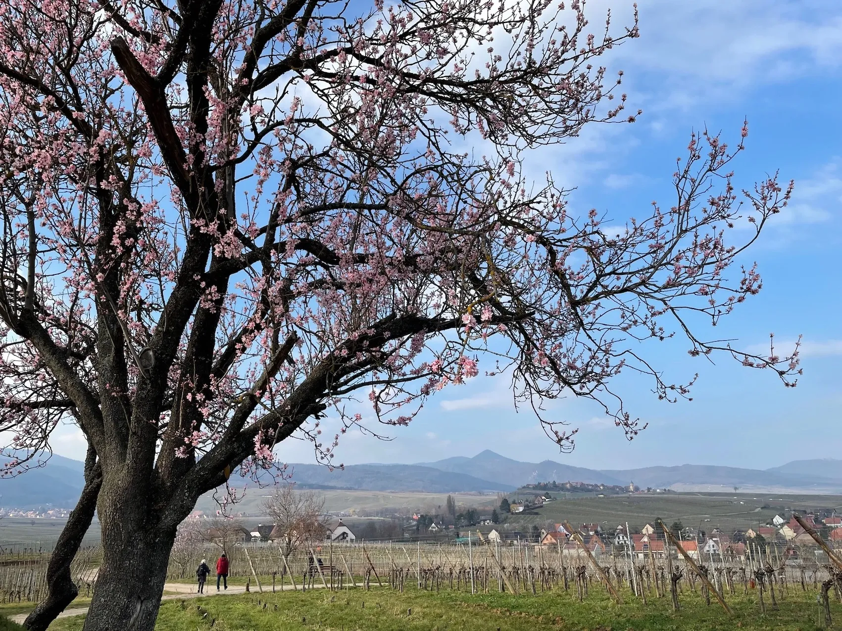 Les amandiers en fleurs à Mittelwihr