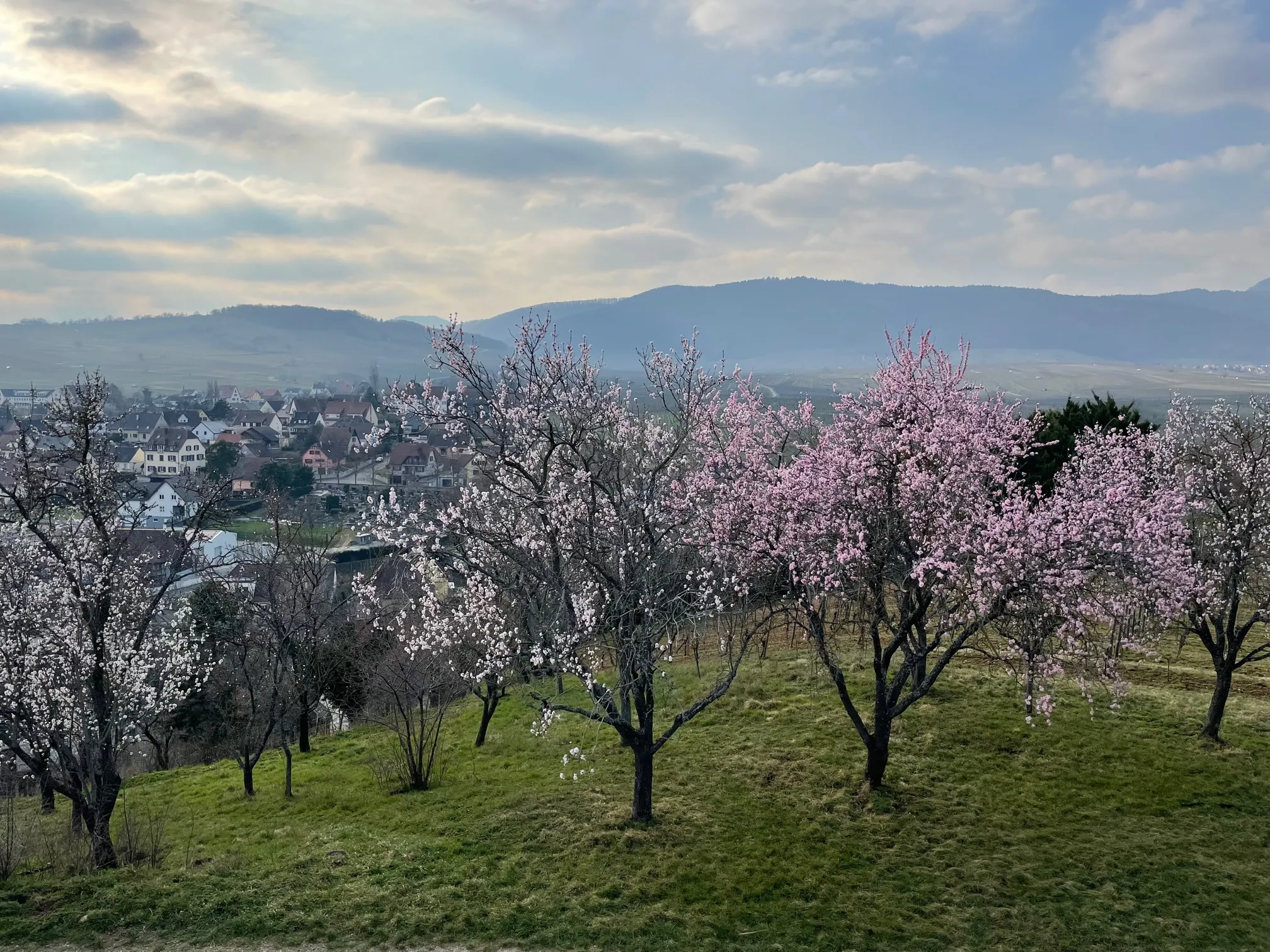 Mittelwihr : les amandiers sont en fleur