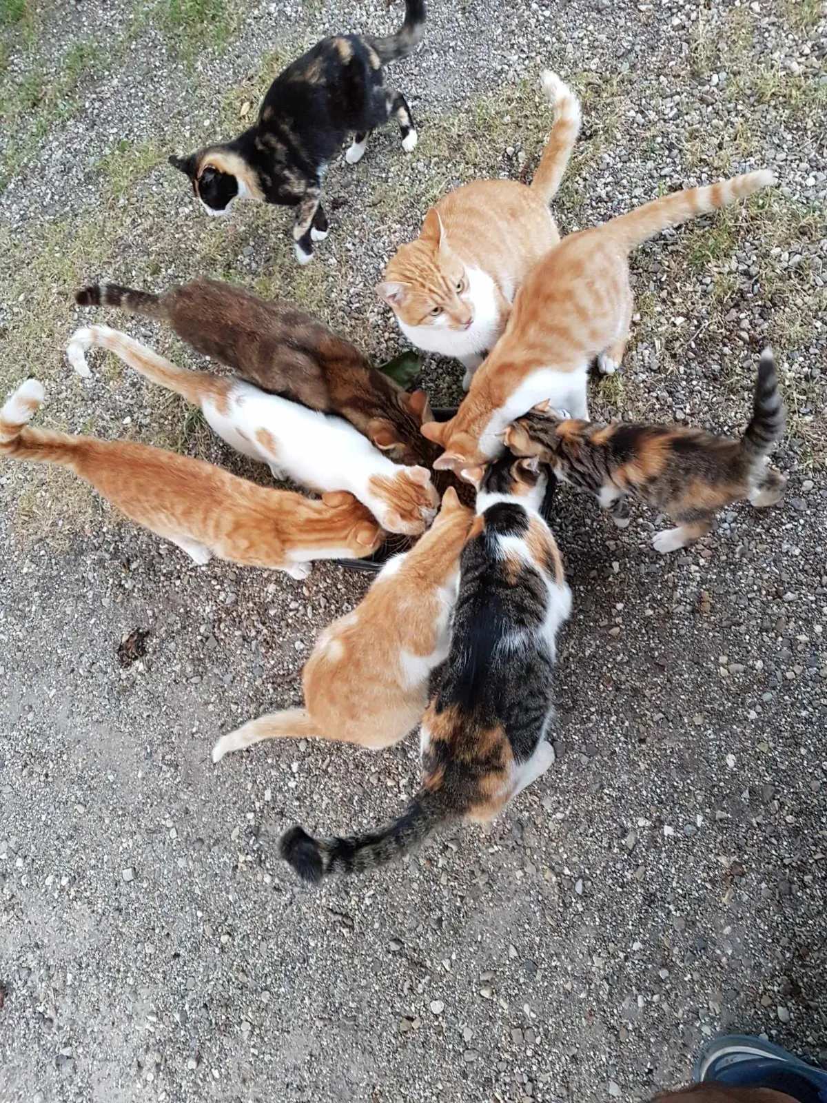 Les Chats Libres de Haguenau ronronnent depuis deux ans