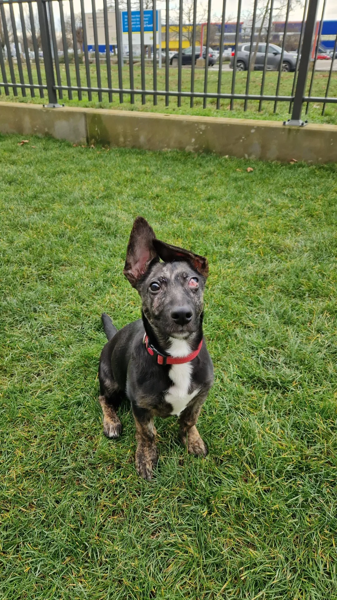 SPA : Nasko cherche une nouvelle famille investie