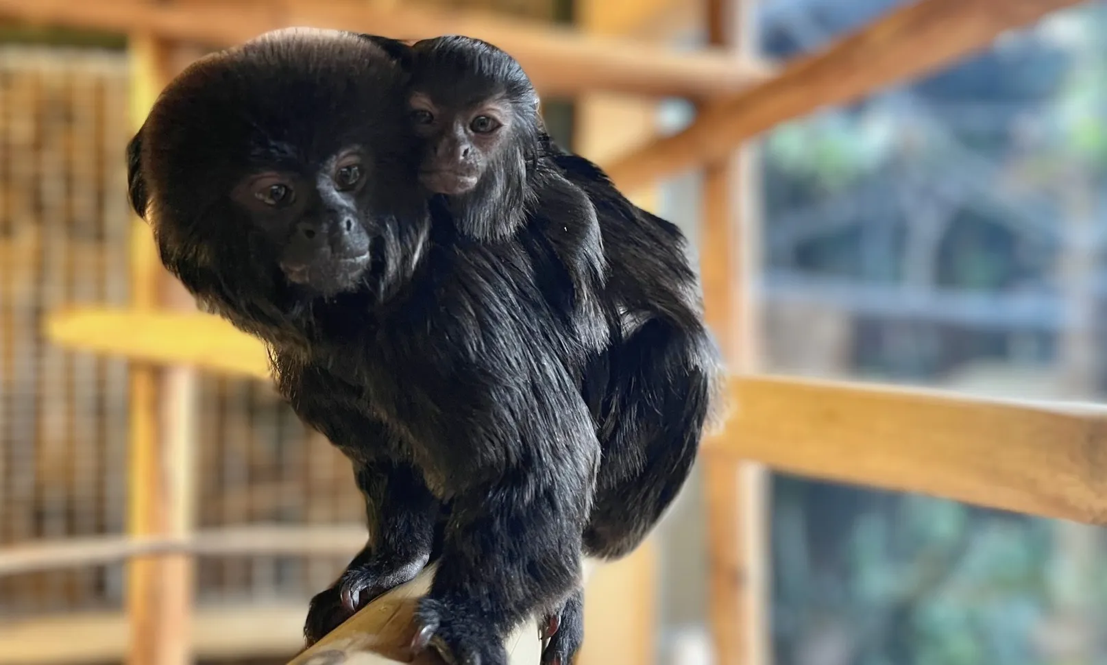 Nouvelles naissances au Zoo de La Flèche