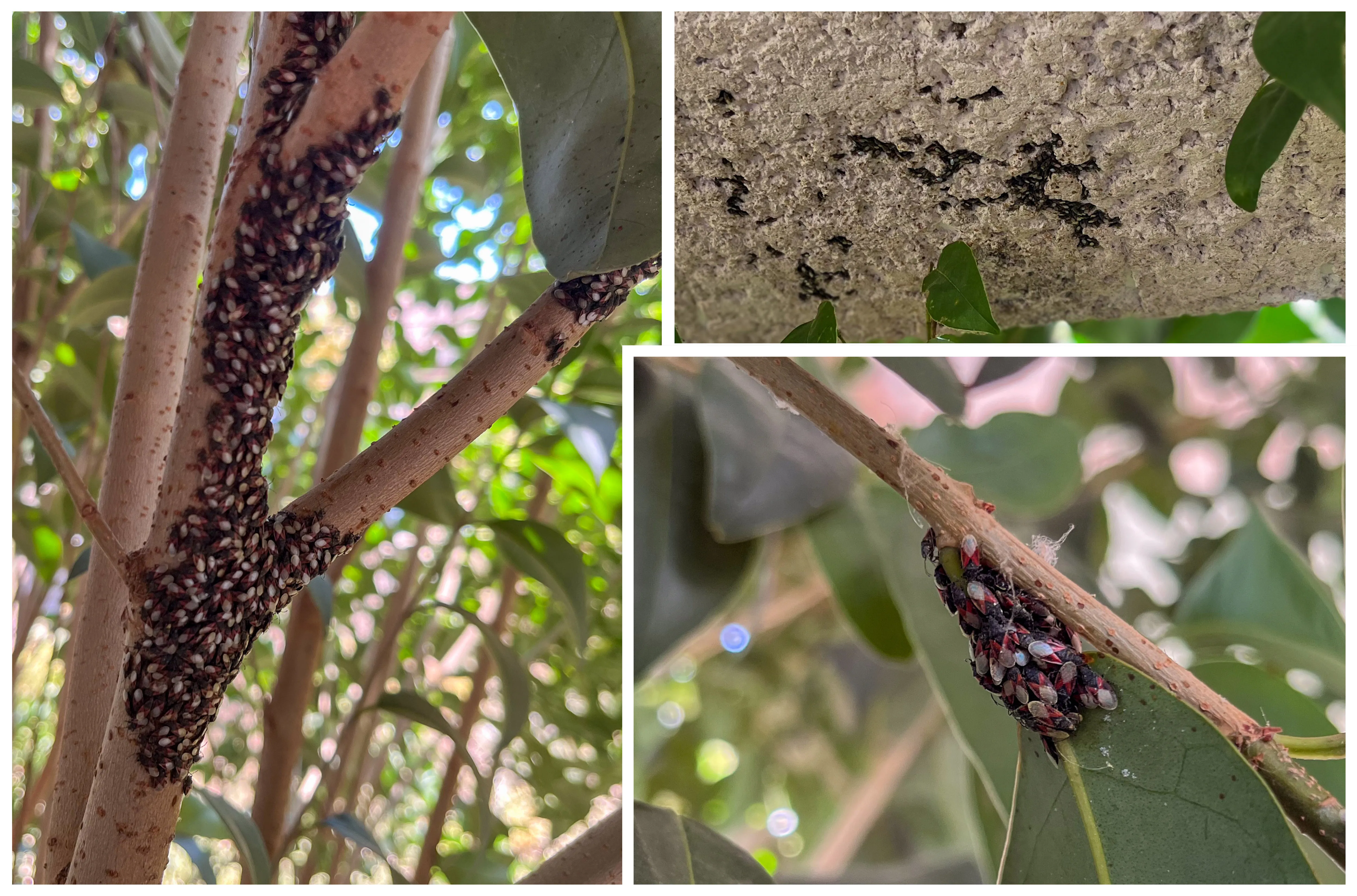 Madeline from celeste porn went to the room a cute girl