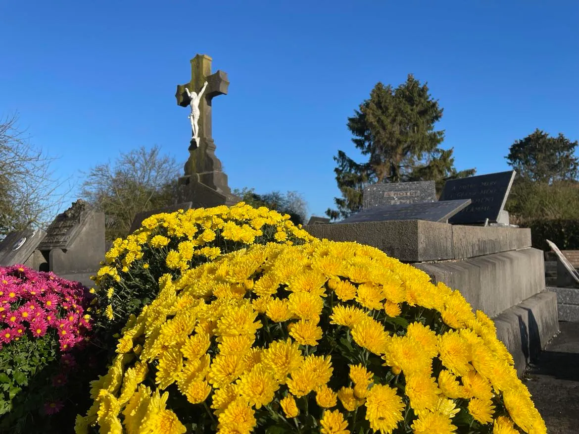 Les fleurs de la Toussaint produites localement aux Pépinières de Beaufort