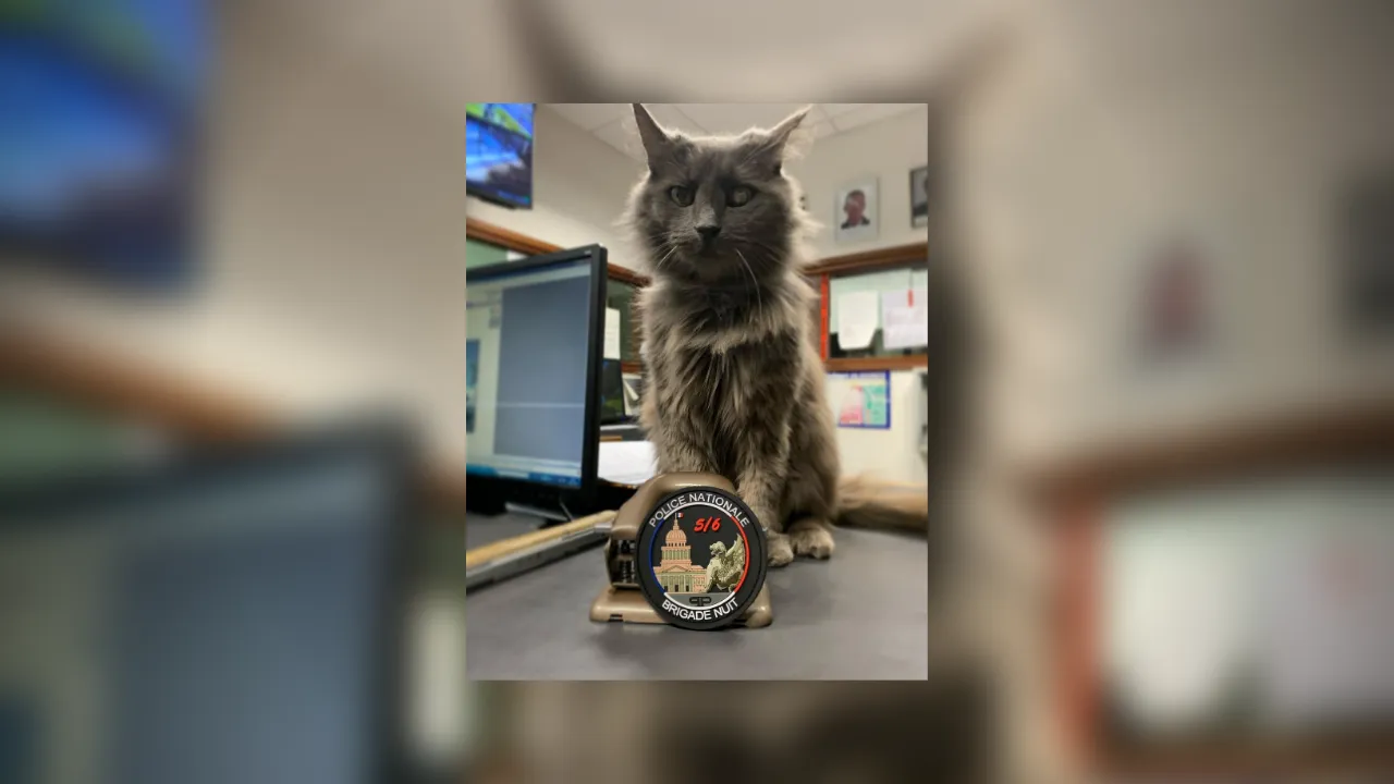 Pirate, le chat policier star d’Instagram
