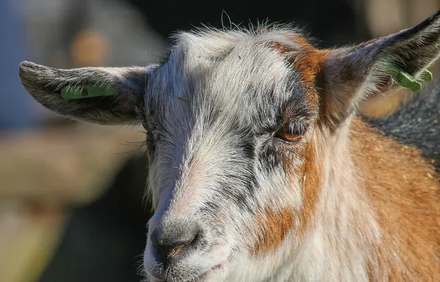 Actus - Champagne FM - Etats-Unis: Une chèvre devient maire d'une ville