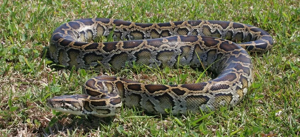 Un python d'1m20 retrouvé en pleine rue à Rennes ! - FORUM