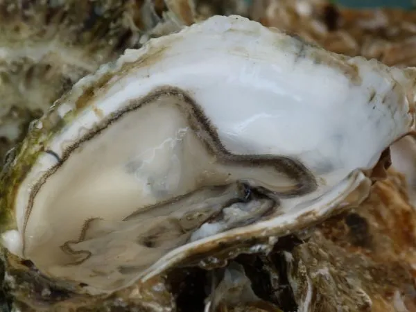 La préfecture des Côtes d'Armor lève son interdiction en baie de ...