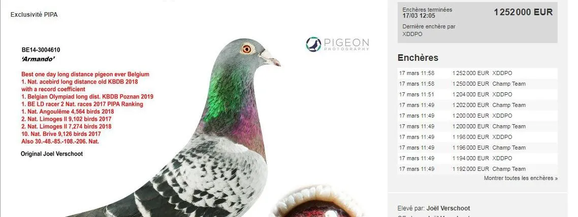 Armando, le pigeon voyageur qui vaut 1,2 million d'euros - RADIO STAR