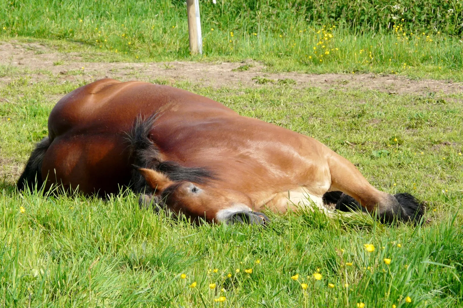 Un cheval fait le mort quand on veut lui monter dessus - RADIO STAR