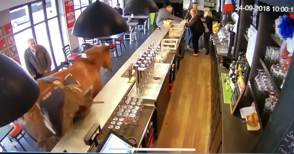 Hallucinant : un cheval fou débarque au galop dans un bar (vidéo ...