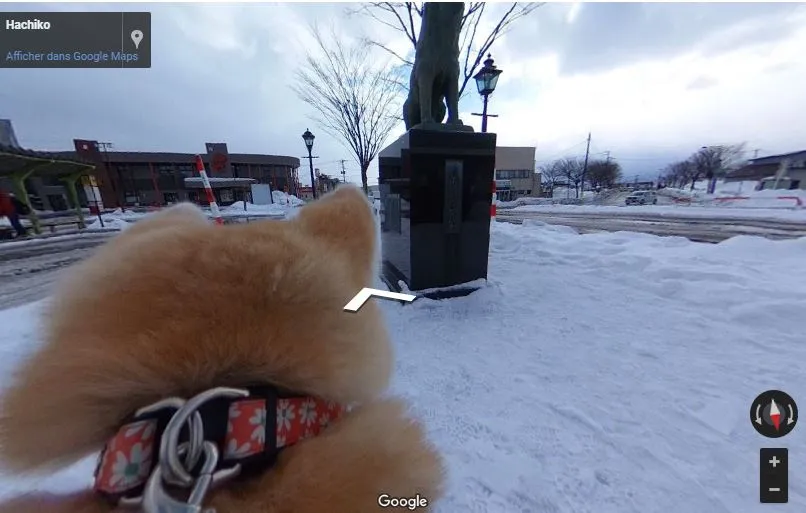 Google Dog View : découvrez le monde à travers une caméra accrochée sur ...