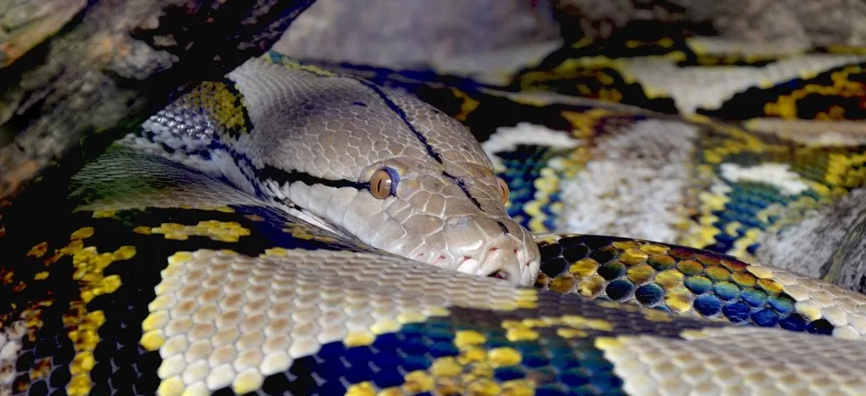 Un python recrache entièrement un chien en pleine rue (vidéo) - WIT FM