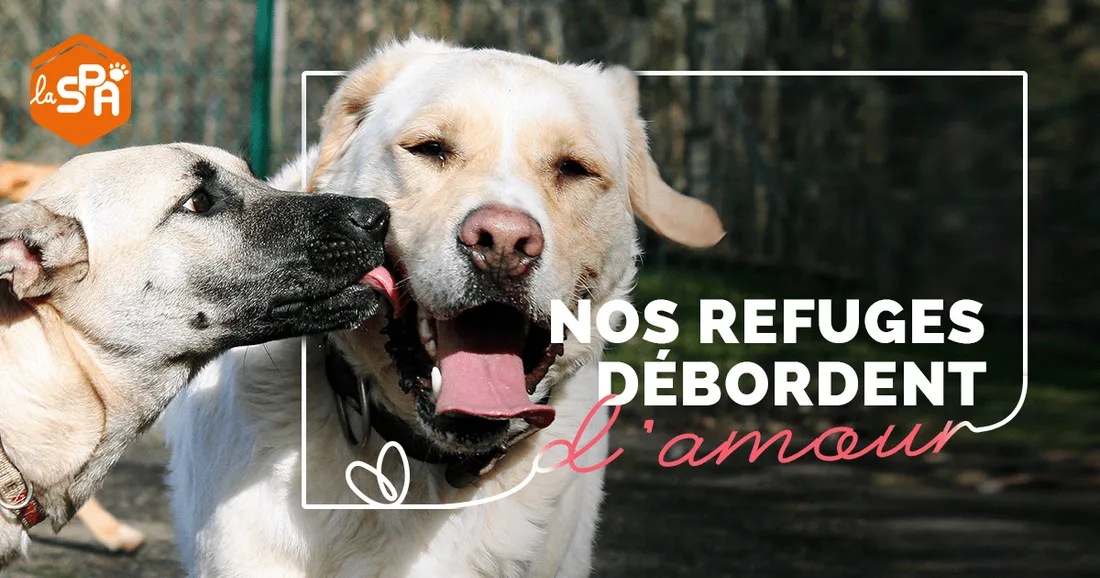 La SPA ouvre les portes de ses refuges pour la Saint-Valentin