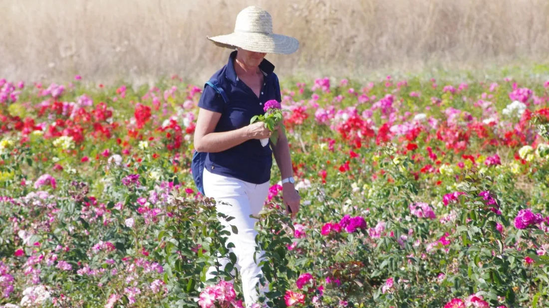 Voyez la vie en rose grâce aux Pépinières DIMA
