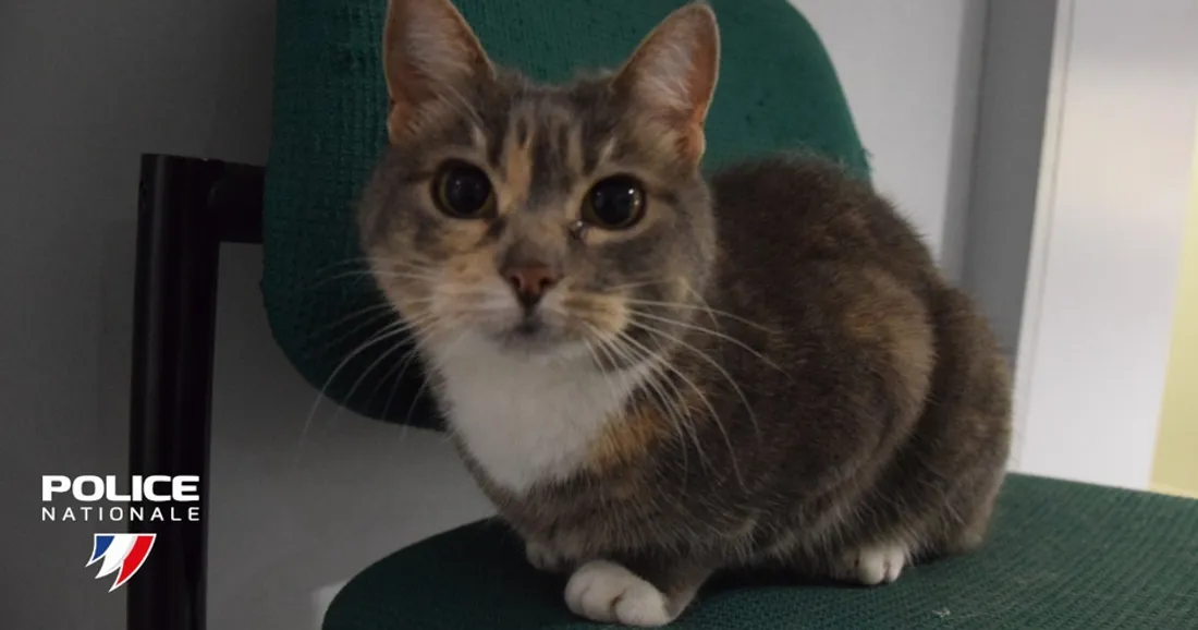 EVASION - Beauvais : « Police », le chat mascotte du commissariat, va mieux