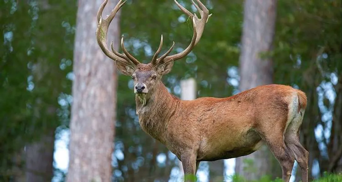 EVASION - Un nouveau cerf abattu en forêt de Laigue