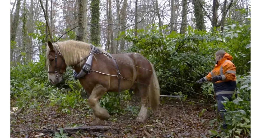 EVASION - Les chevaux de trait, des alliés de Saint-Quentin-en-Yvelines