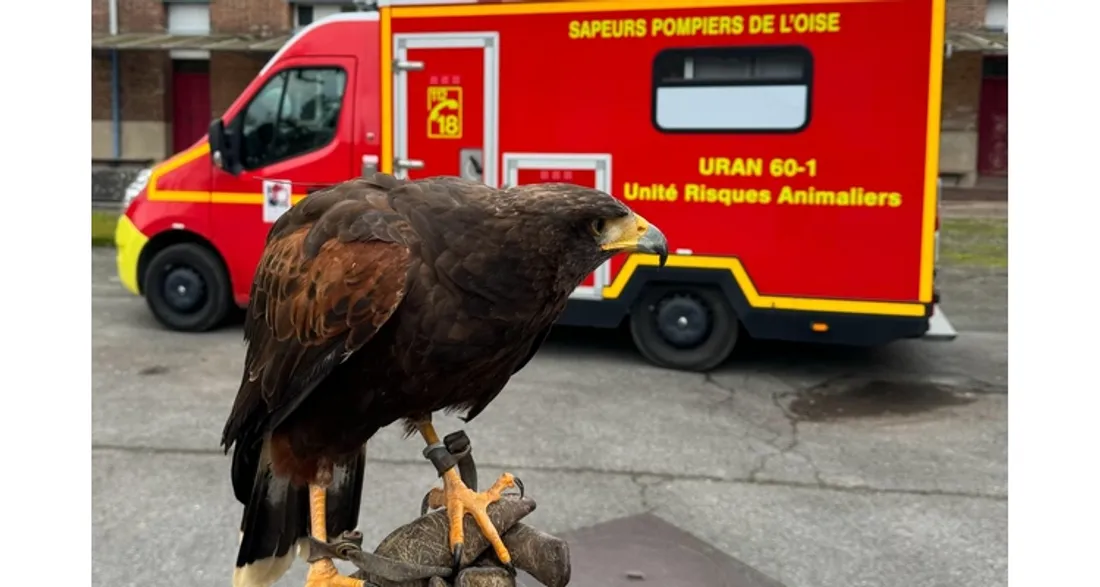 EVASION - Les pompiers de l'Oise savent désormais aider les animaux en ...