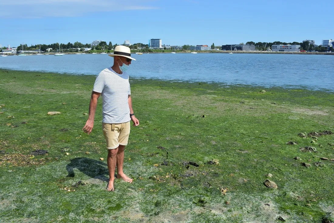 Une manifestation pour dire stop aux marées vertes - HIT WEST