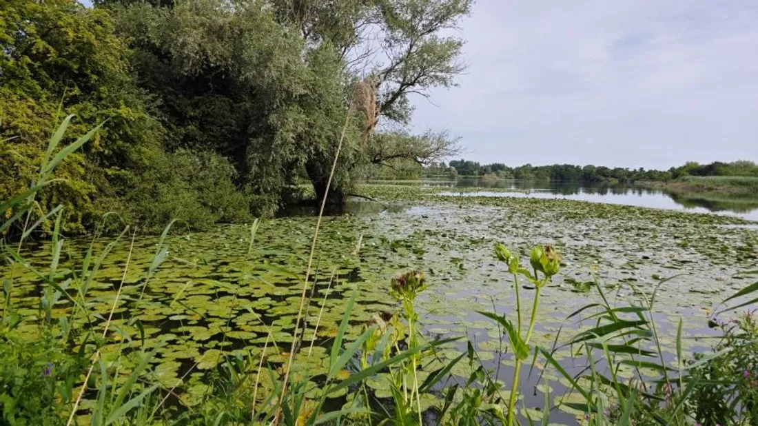 Clairmarais / Saint-Omer : c’est le moment de découvrir la faune et la ...