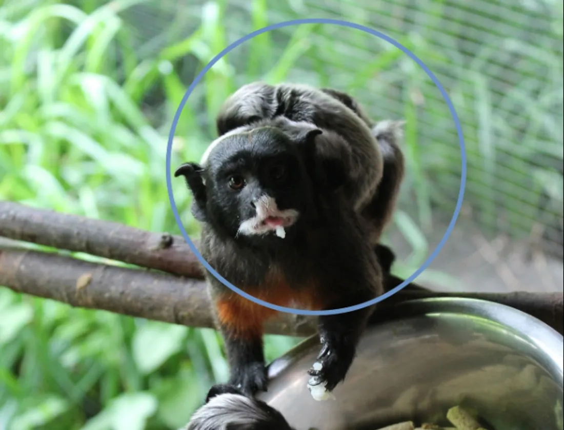 METROPOLYS : Carnet rose au zoo d'Amiens